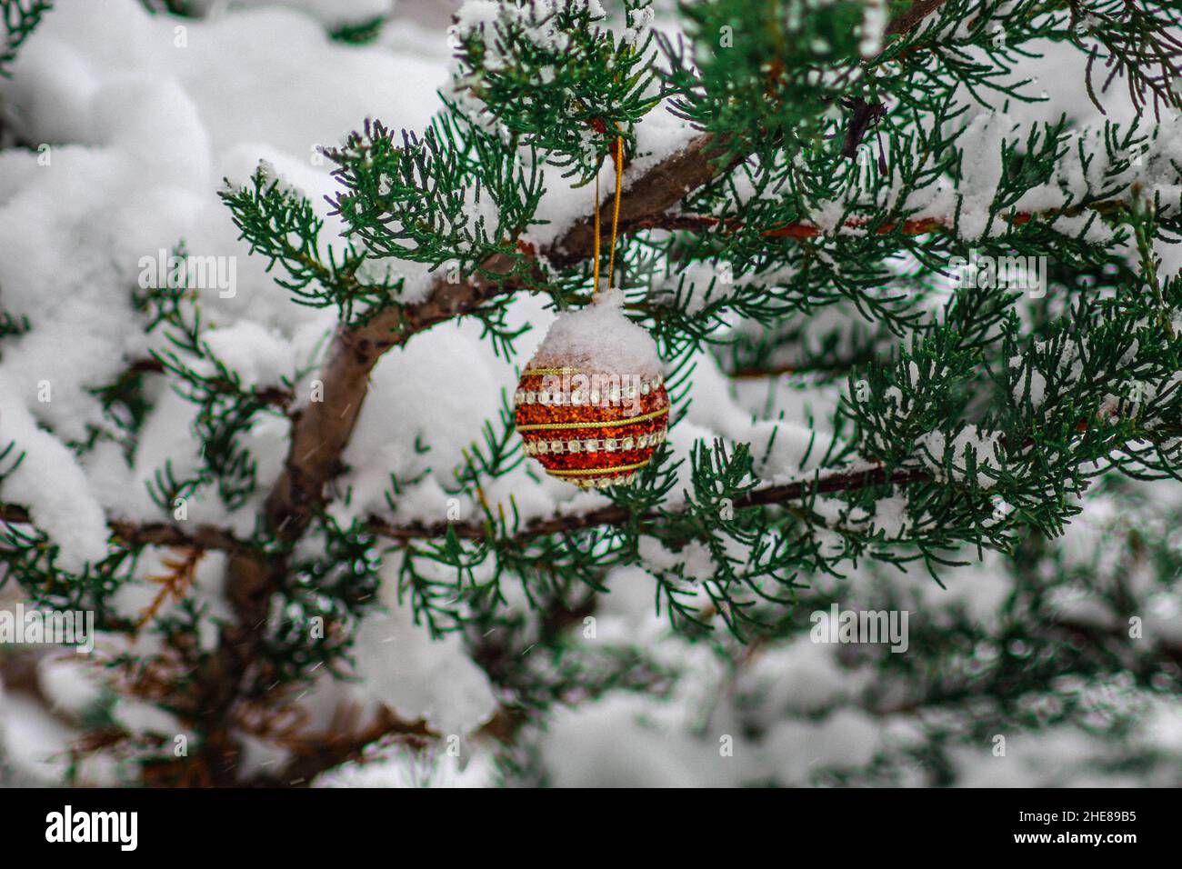 Photo of embellished red ball ornament hung on a pine tree covered in ...