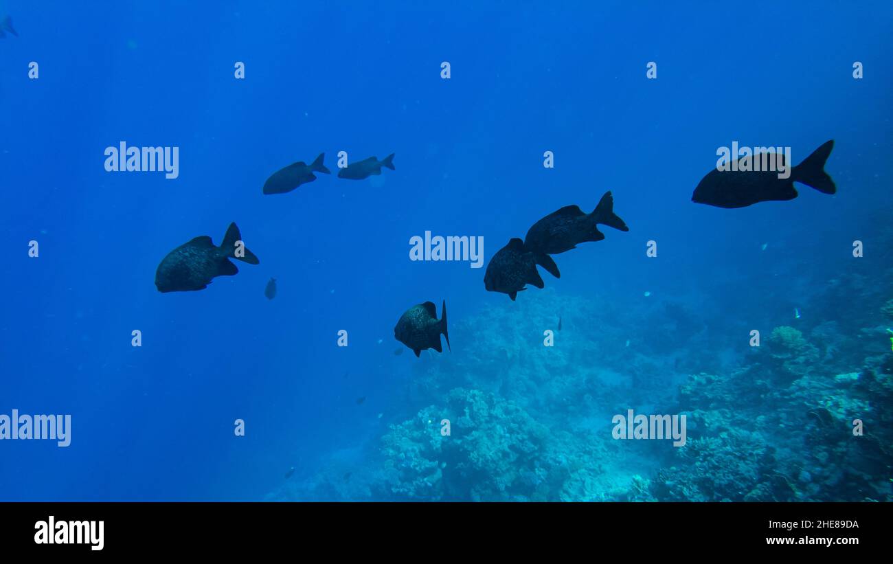 Kyphosus sectator in the blue water of the red sea Stock Photo - Alamy