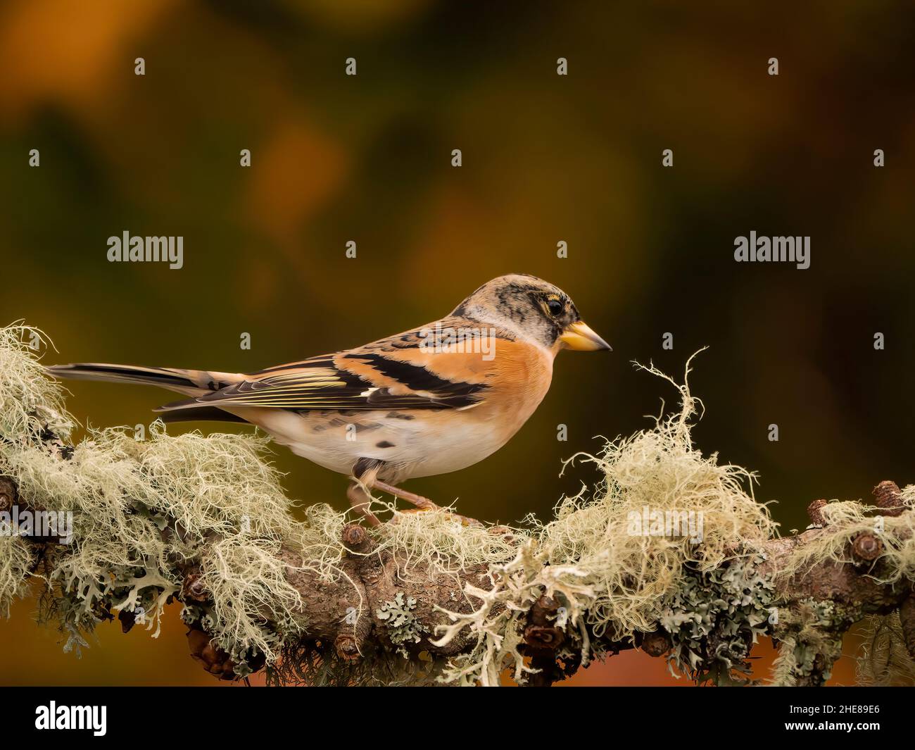 Brambling foraging Stock Photo - Alamy