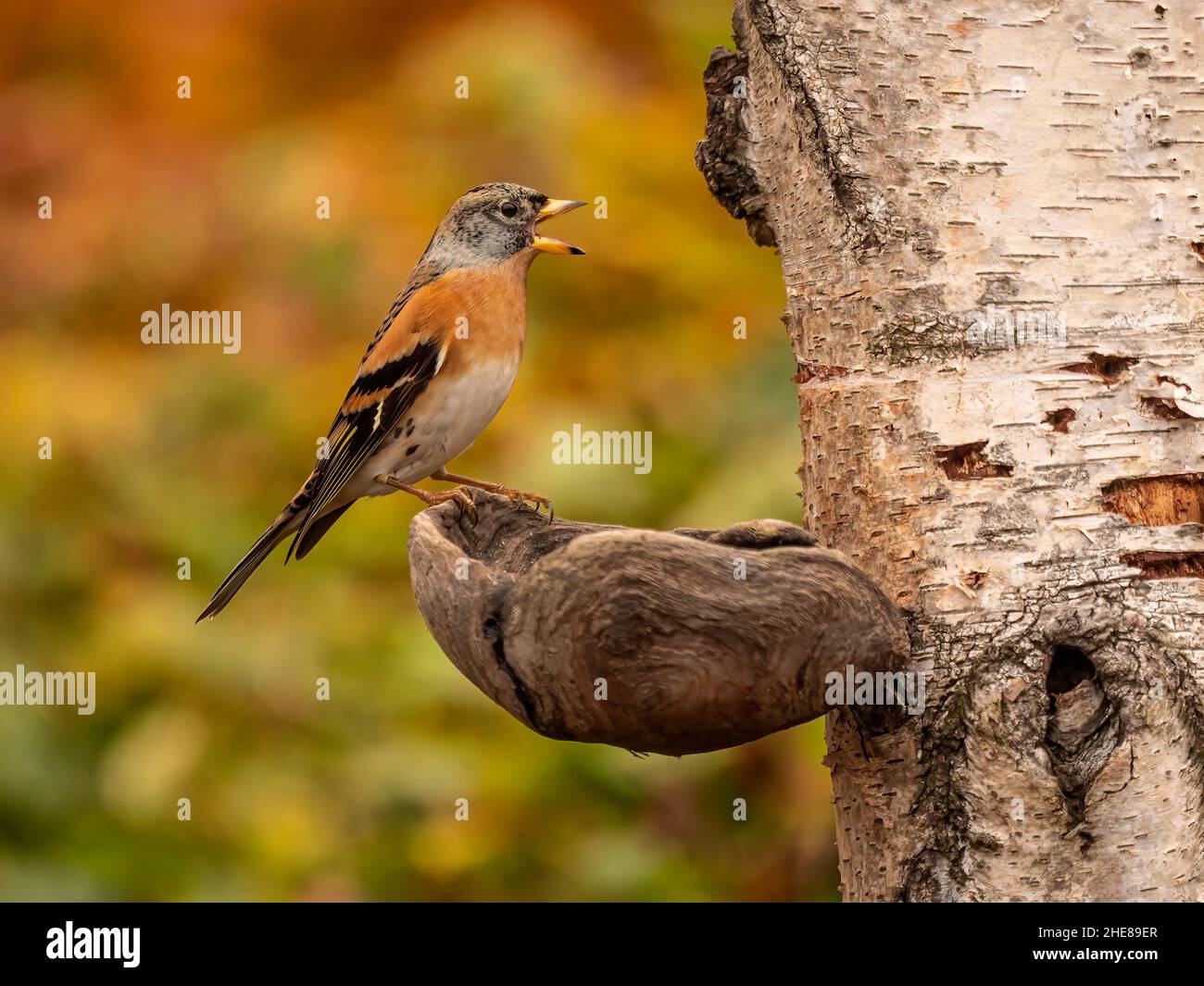 Brambling foraging Stock Photo - Alamy