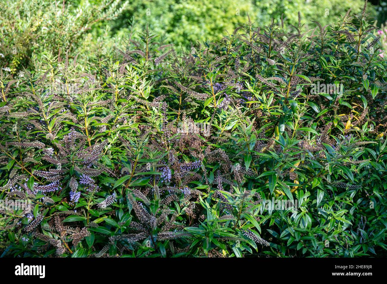 Plant of Purple flower of Hebe salicifolia Stock Photo - Alamy