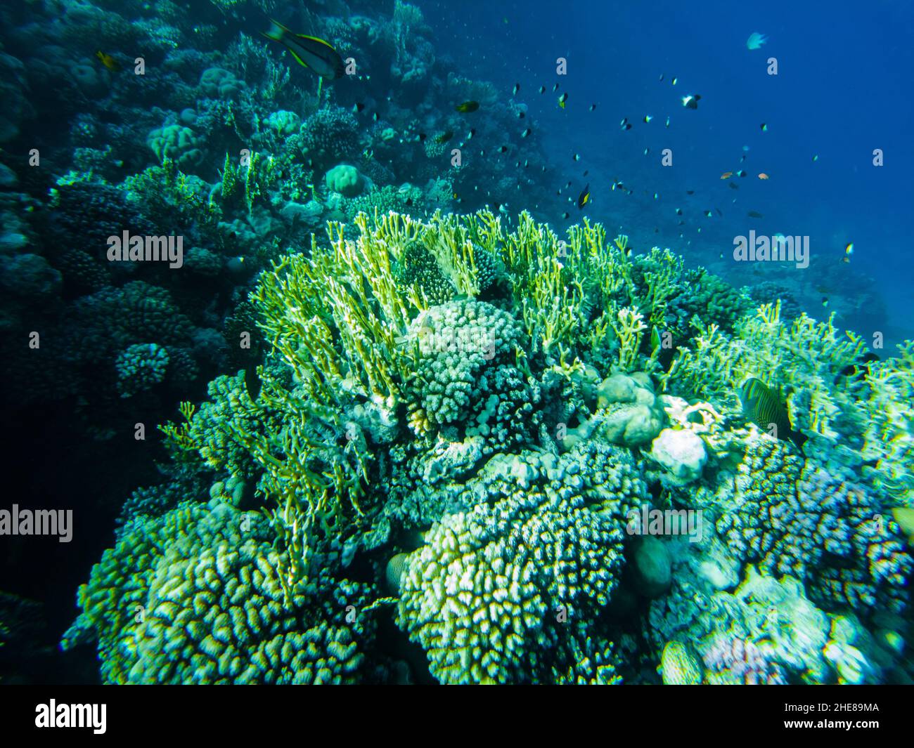 coral reef of the red sea. corals close-up Stock Photo - Alamy