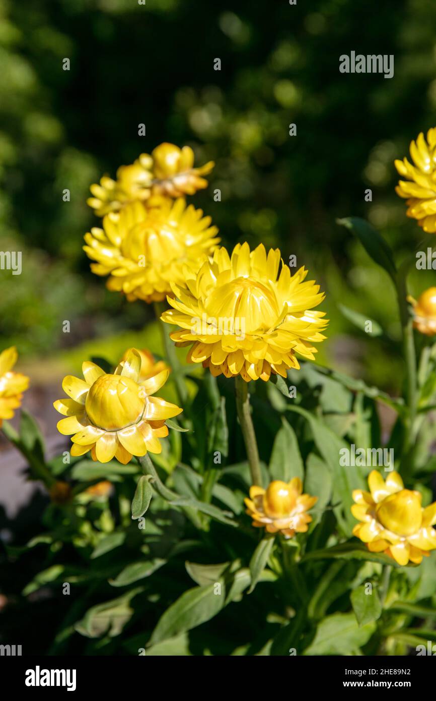 Yellow cultivated flowers, commonly known as the golden everlasting ...