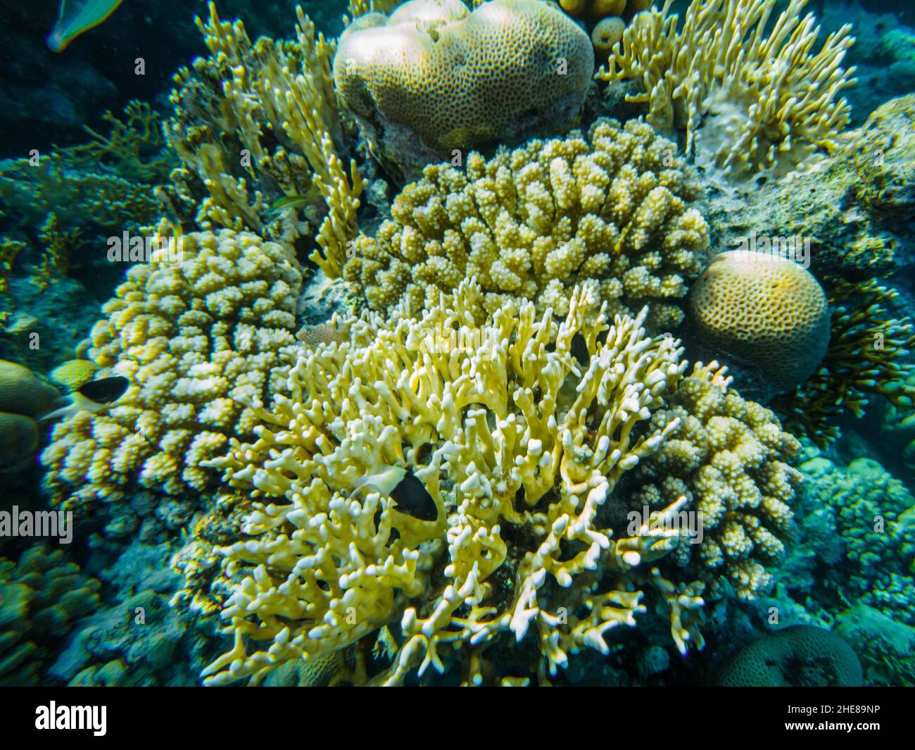 coral reef of the red sea. corals close-up Stock Photo - Alamy