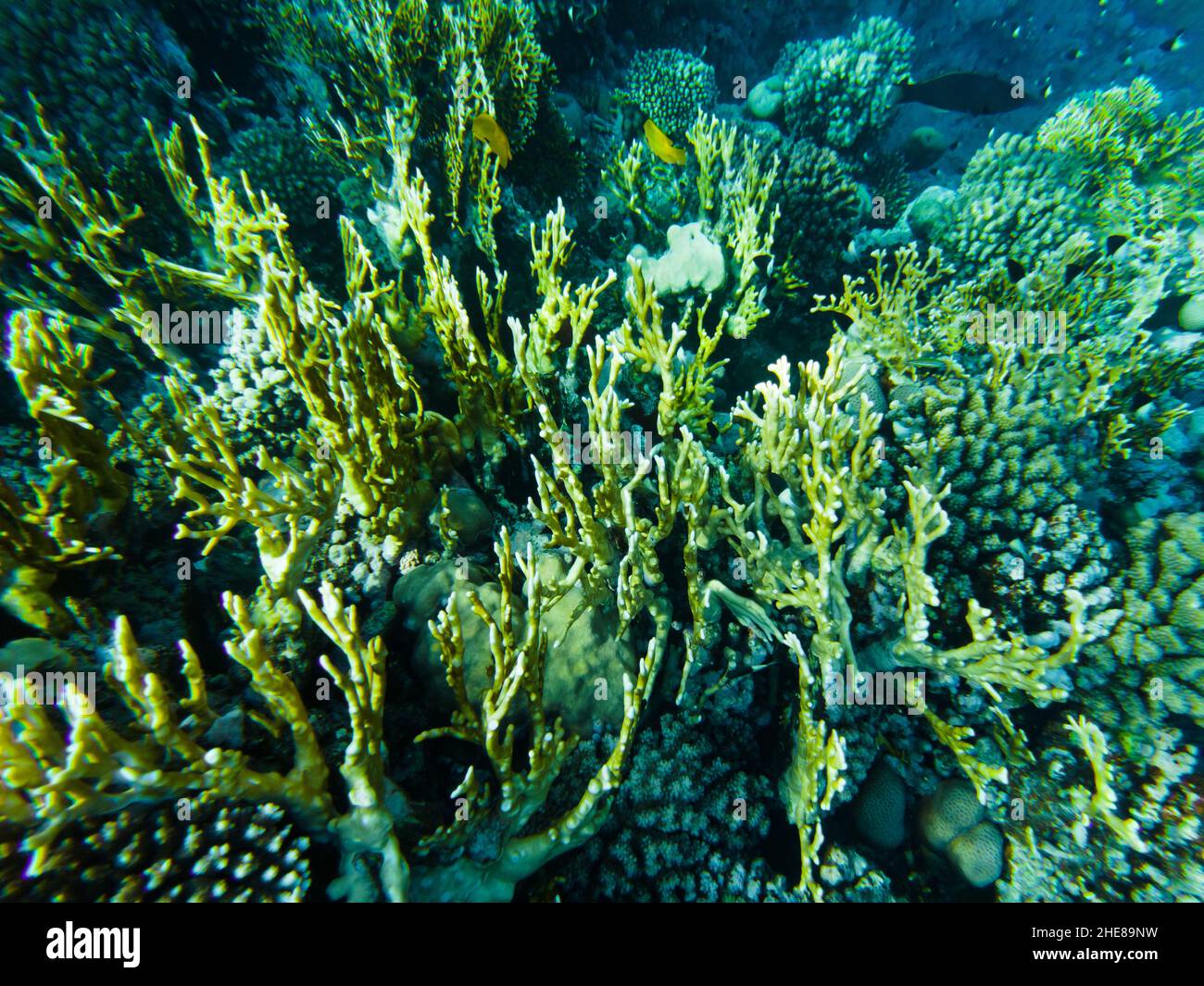 coral reef of the red sea. corals close-up Stock Photo - Alamy