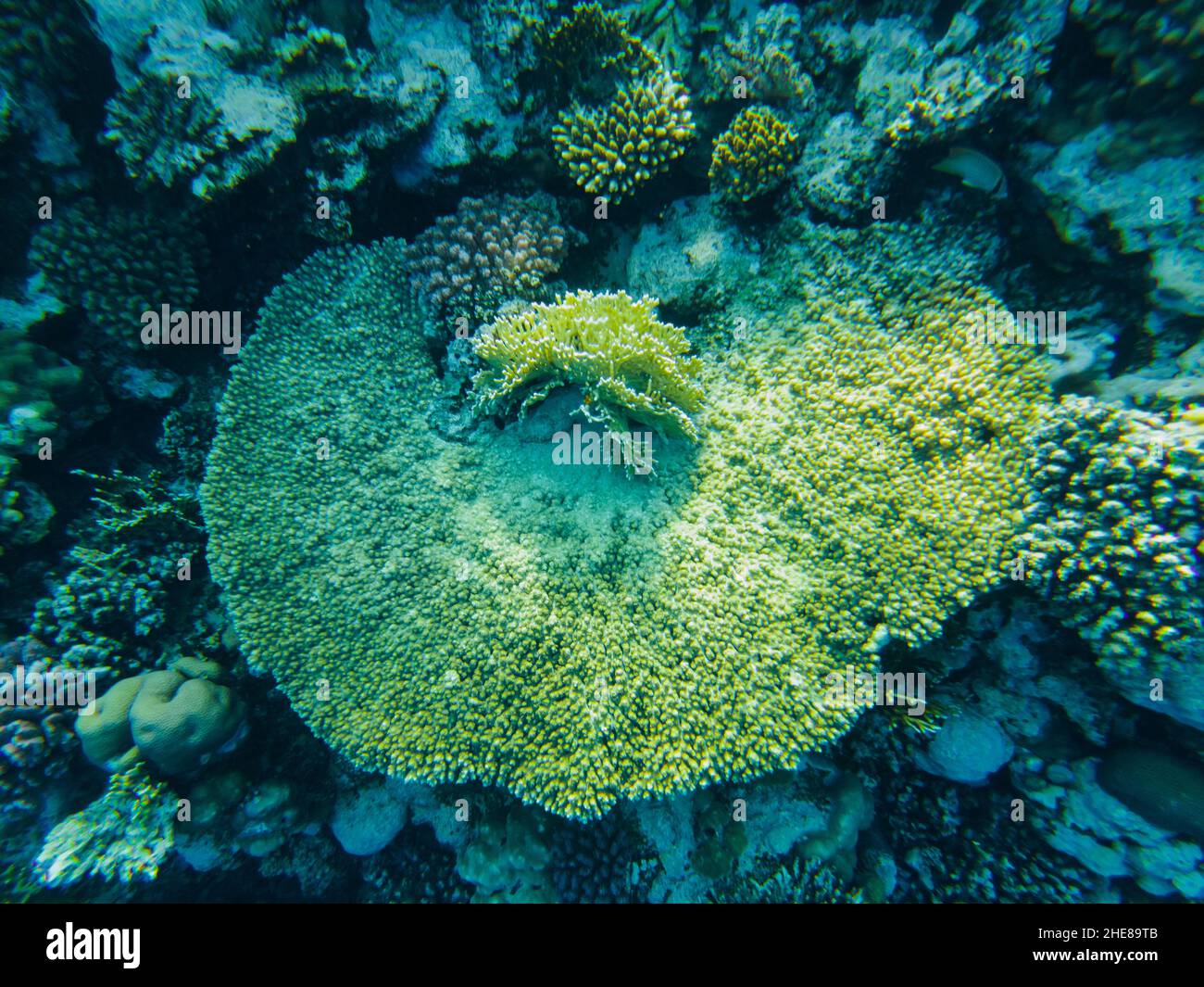 coral reef of the red sea. corals close-up Stock Photo - Alamy