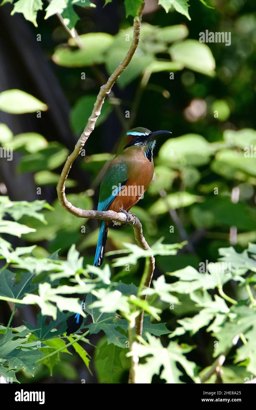 Turquoise-browed motmot, Torogoz, momoto cejiazul, Eumomota ...