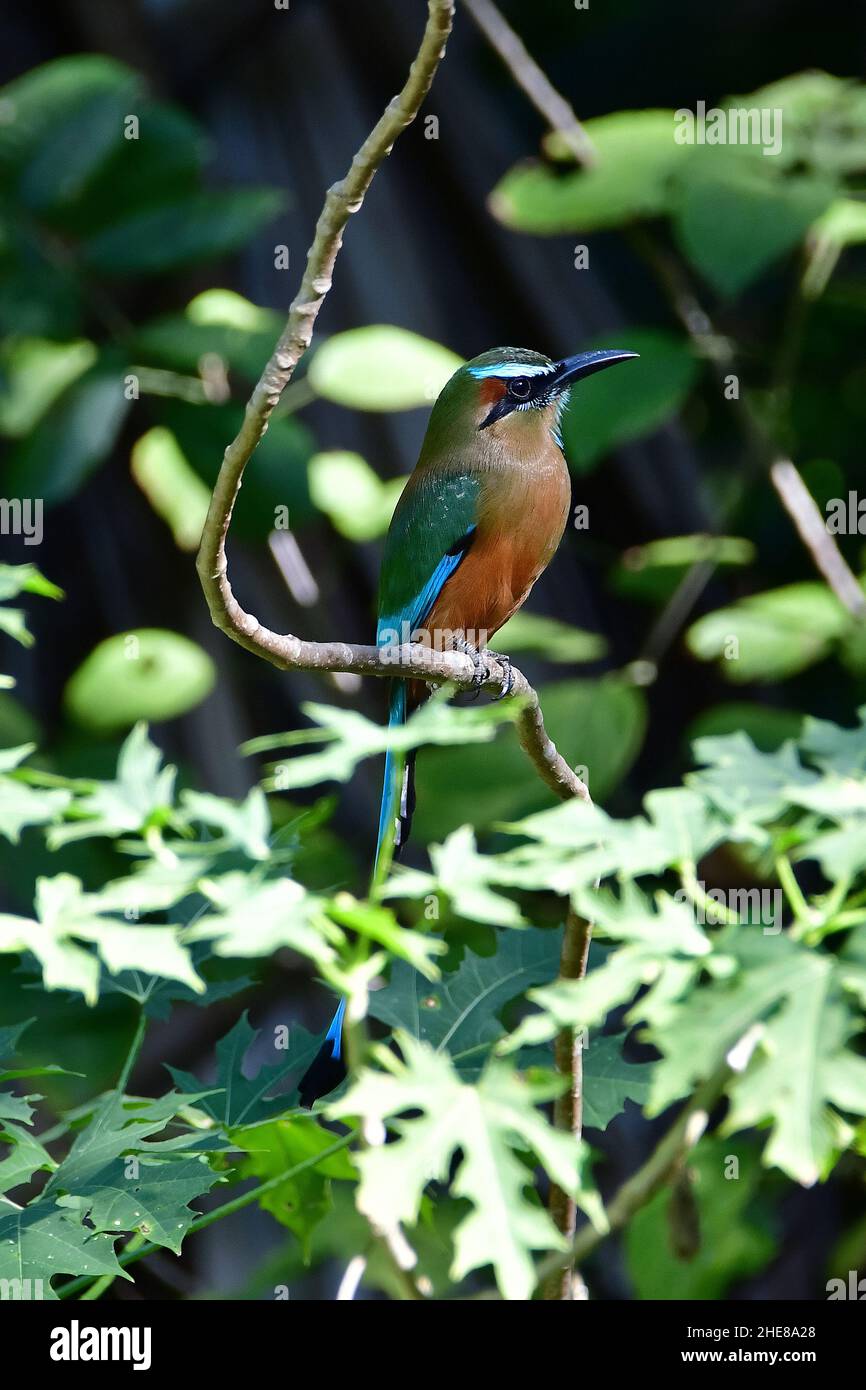 Turquoise-browed motmot, Torogoz, momoto cejiazul, Eumomota ...