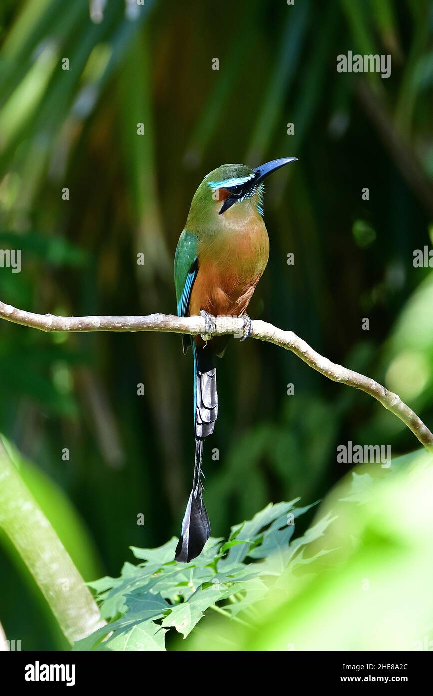 Turquoise-browed motmot, Torogoz, momoto cejiazul, Eumomota ...