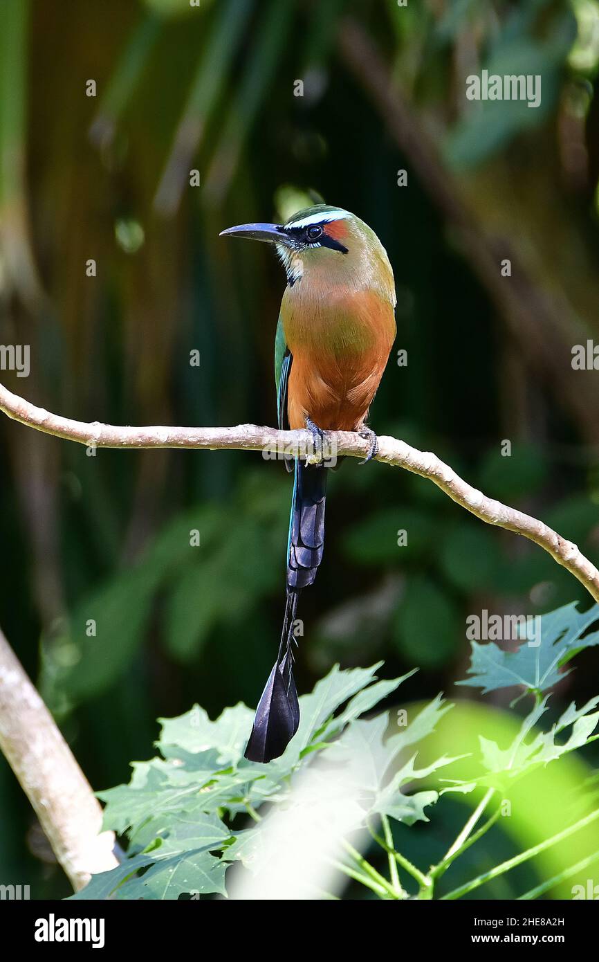 Turquoise-browed motmot, Torogoz, momoto cejiazul, Eumomota ...