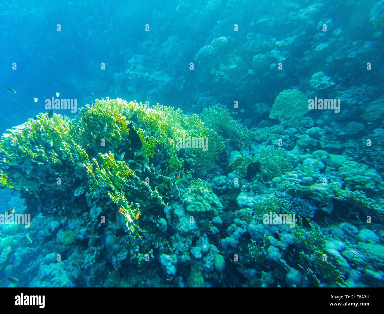 coral reef of the red sea. corals close-up Stock Photo - Alamy