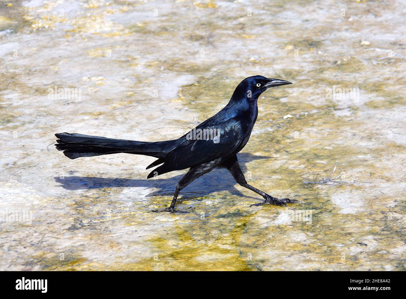 Great-tailed grackle, Mexican grackle, Dohlengrackel, Quiscalus ...