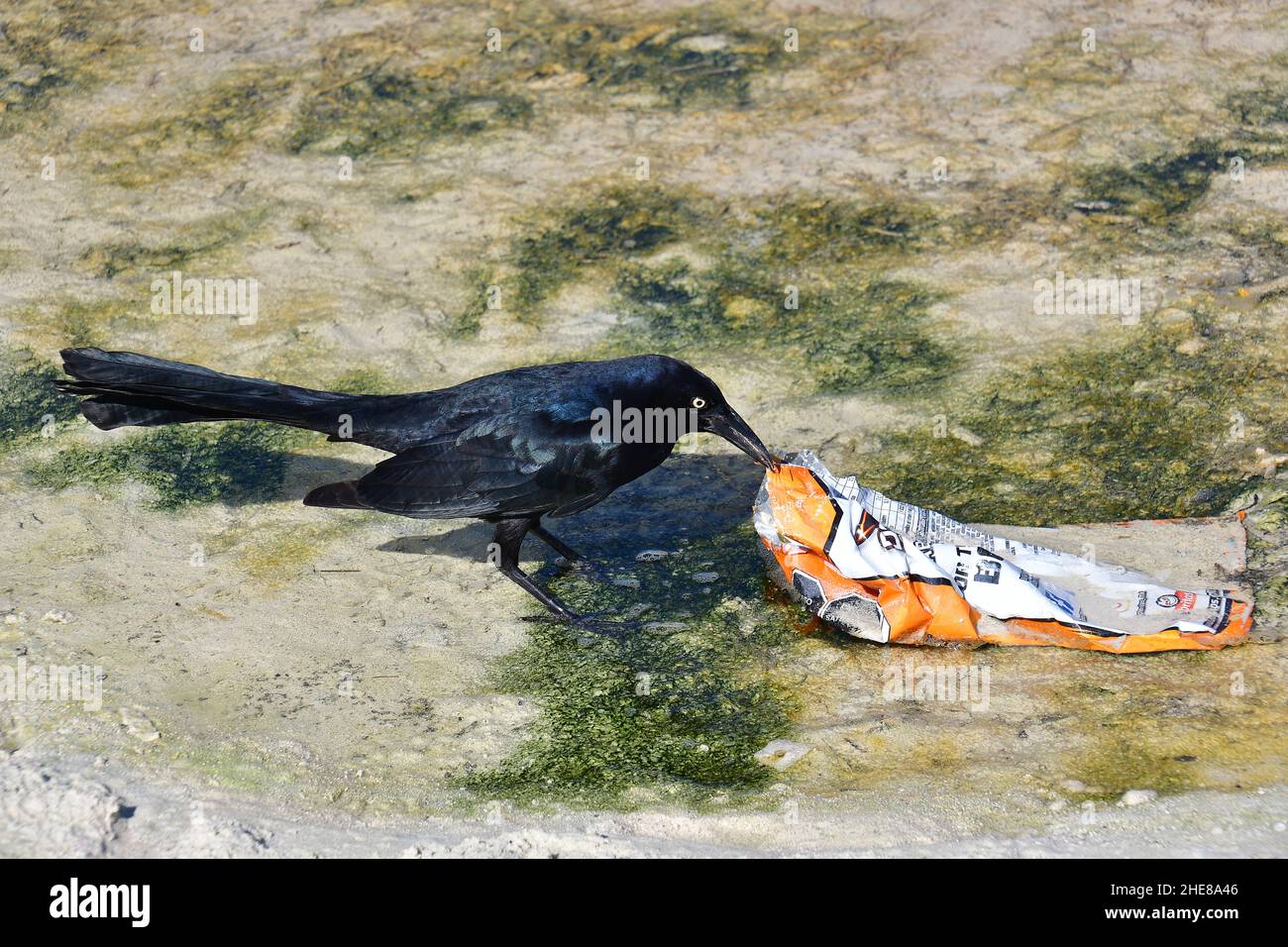 Great-tailed grackle, Mexican grackle, Dohlengrackel, Quiscalus ...