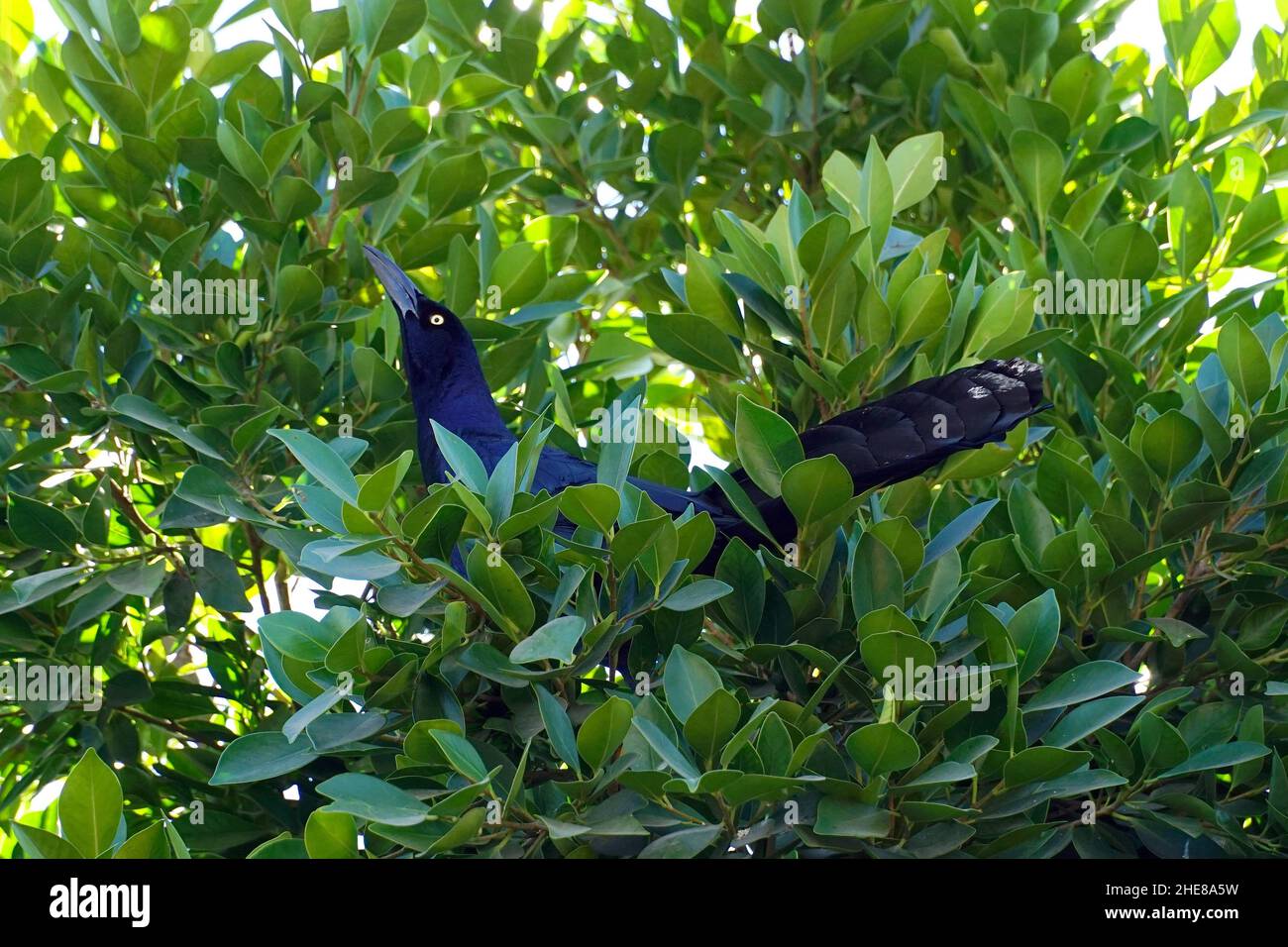 Great-tailed grackle, Mexican grackle, Dohlengrackel, Quiscalus ...