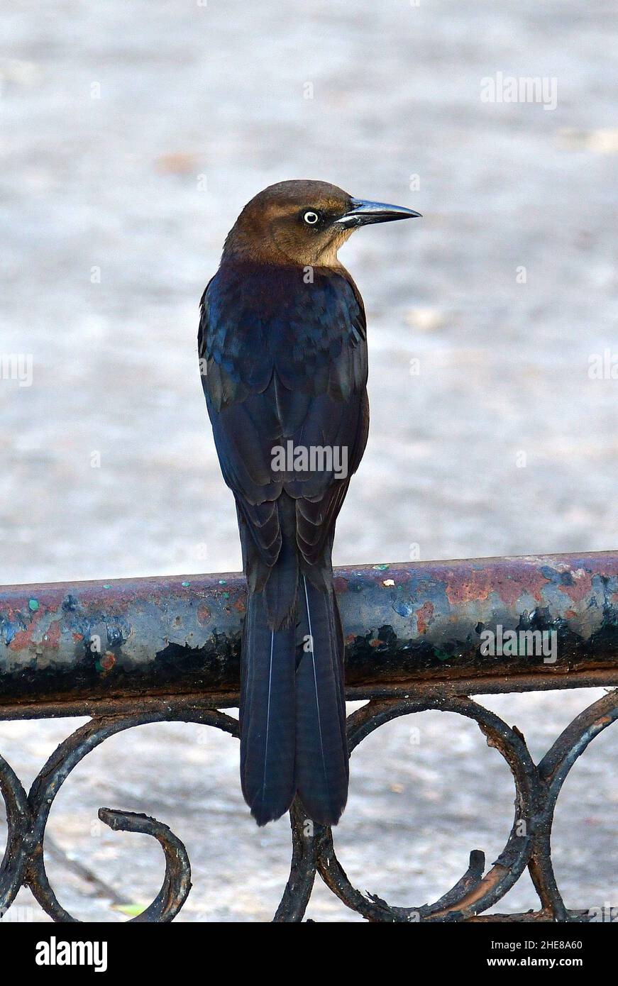 Great-tailed grackle, Mexican grackle, Dohlengrackel, Quiscalus ...