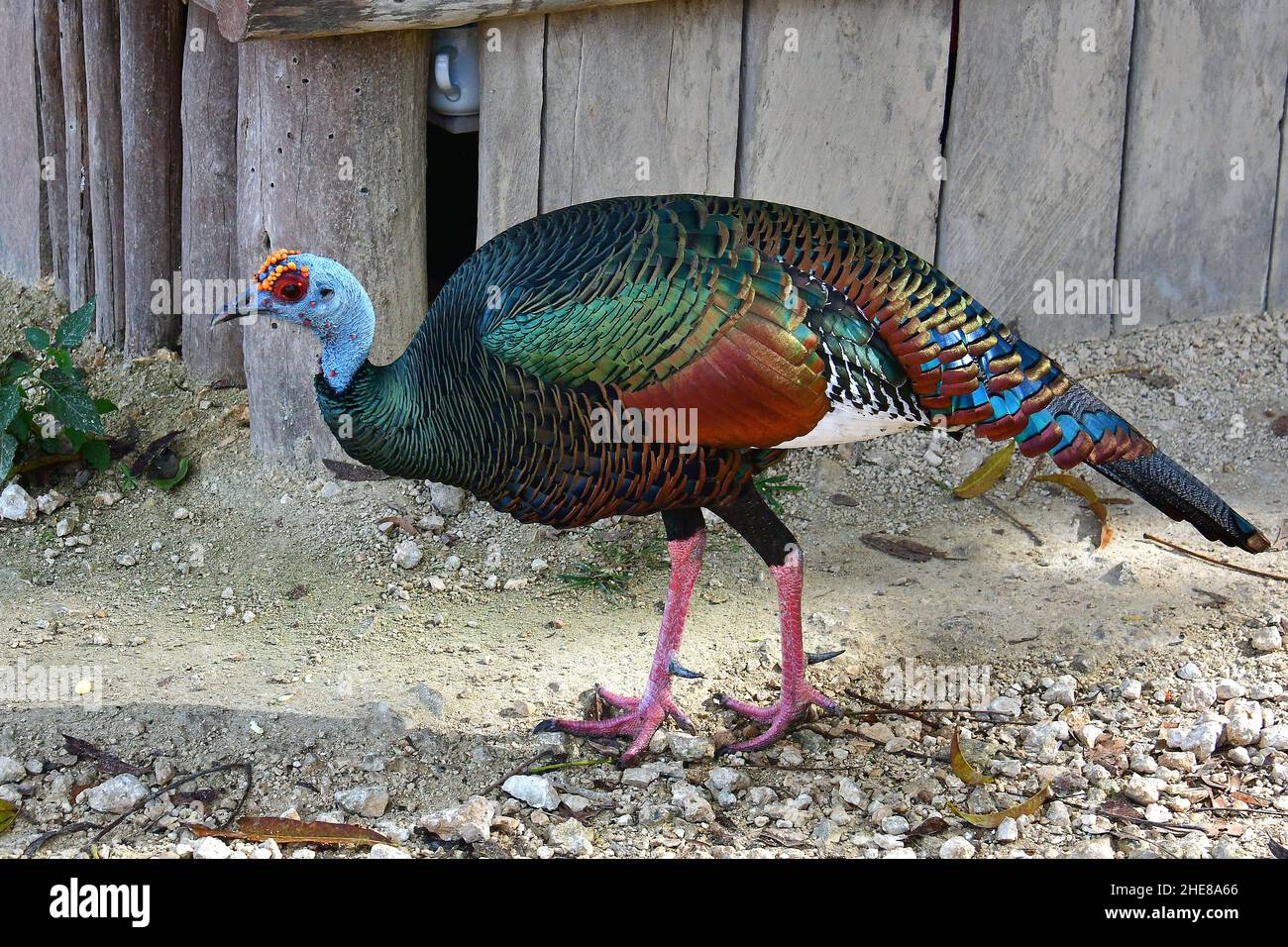 Pulyka hi-res stock photography and images - Alamy