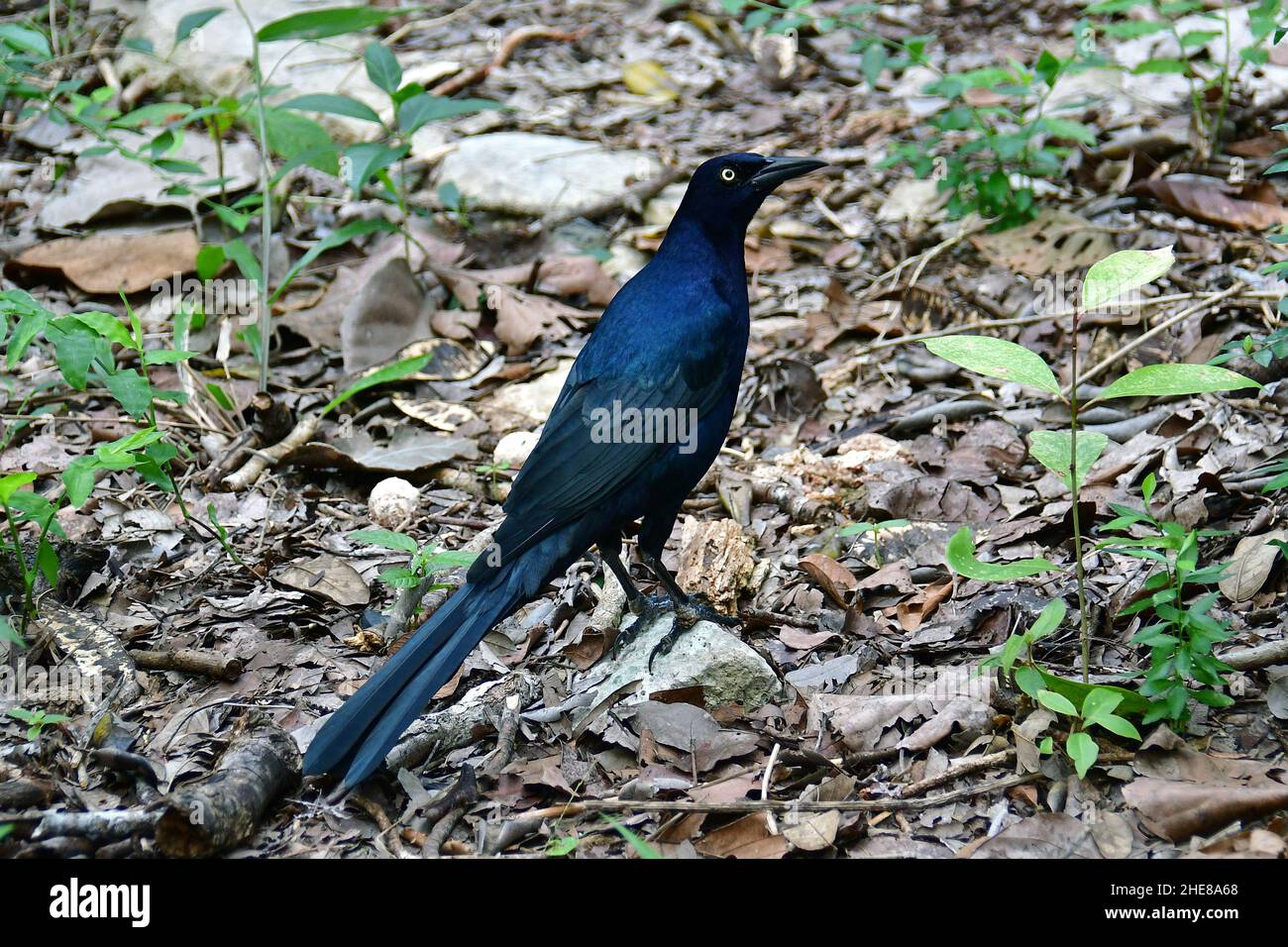 Great-tailed grackle, Mexican grackle, Dohlengrackel, Quiscalus ...