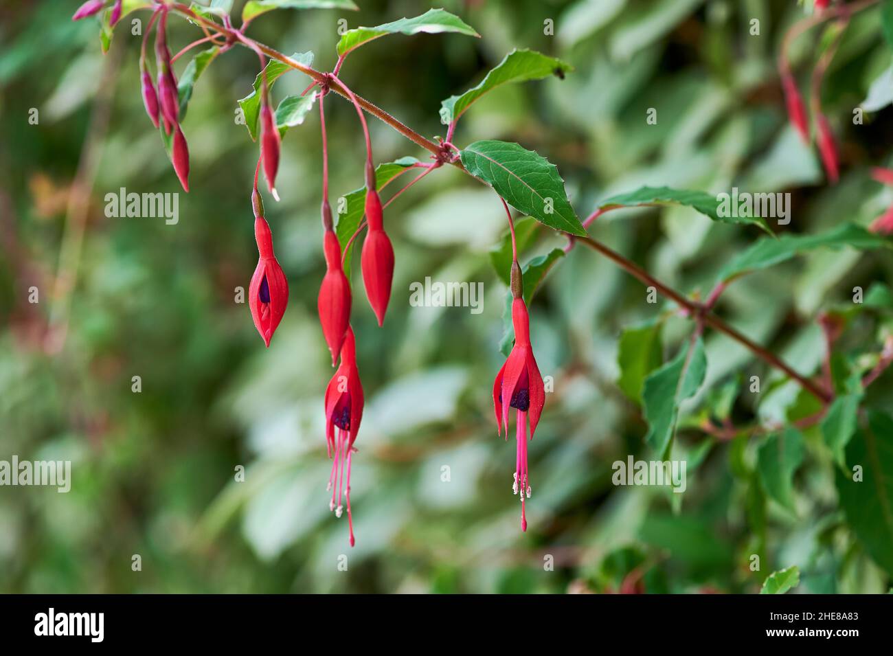 branch of fuchsia in bloom Stock Photo - Alamy