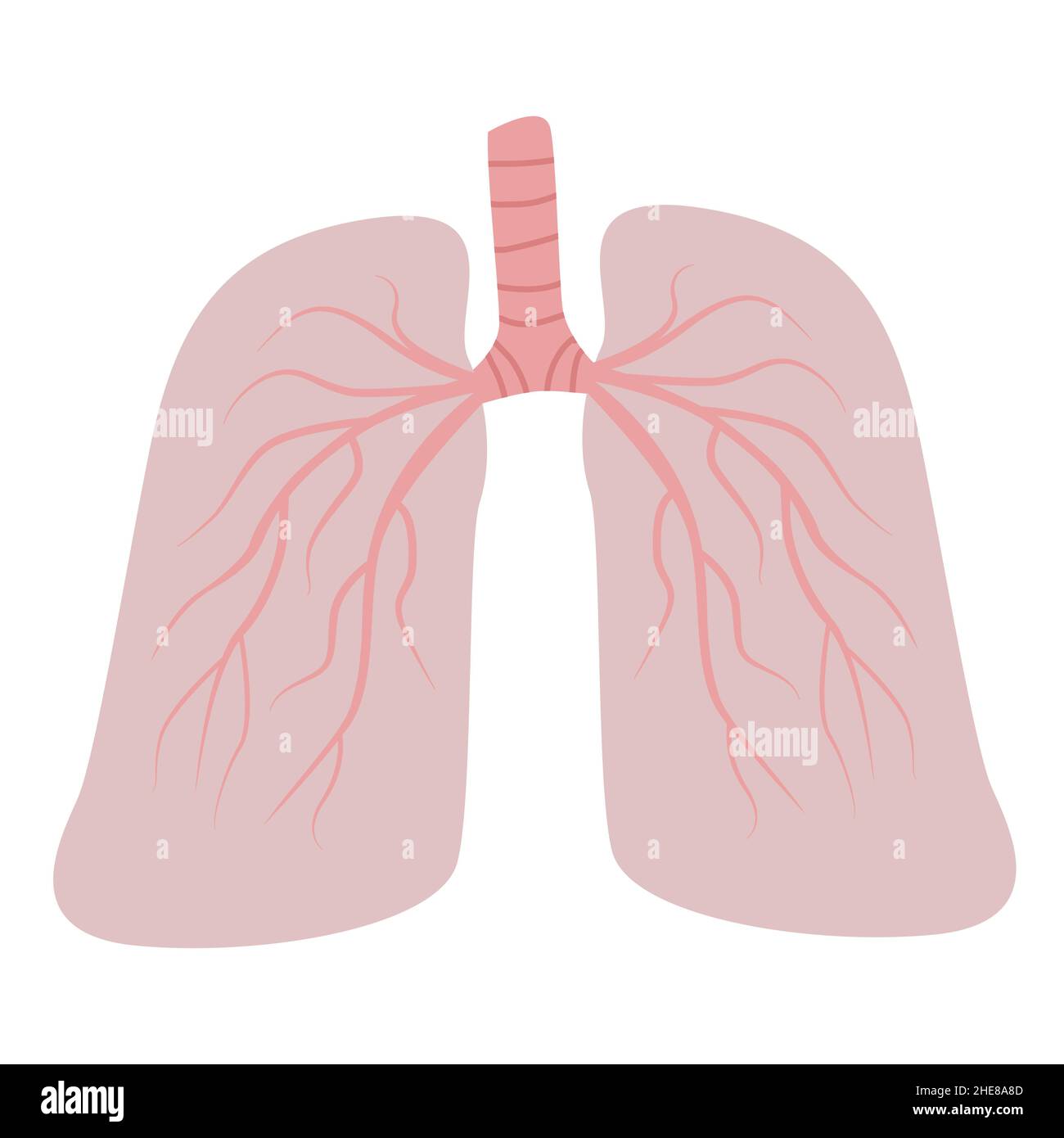 Human lungs simple flat illustration. Healthy human lungs Stock Vector ...