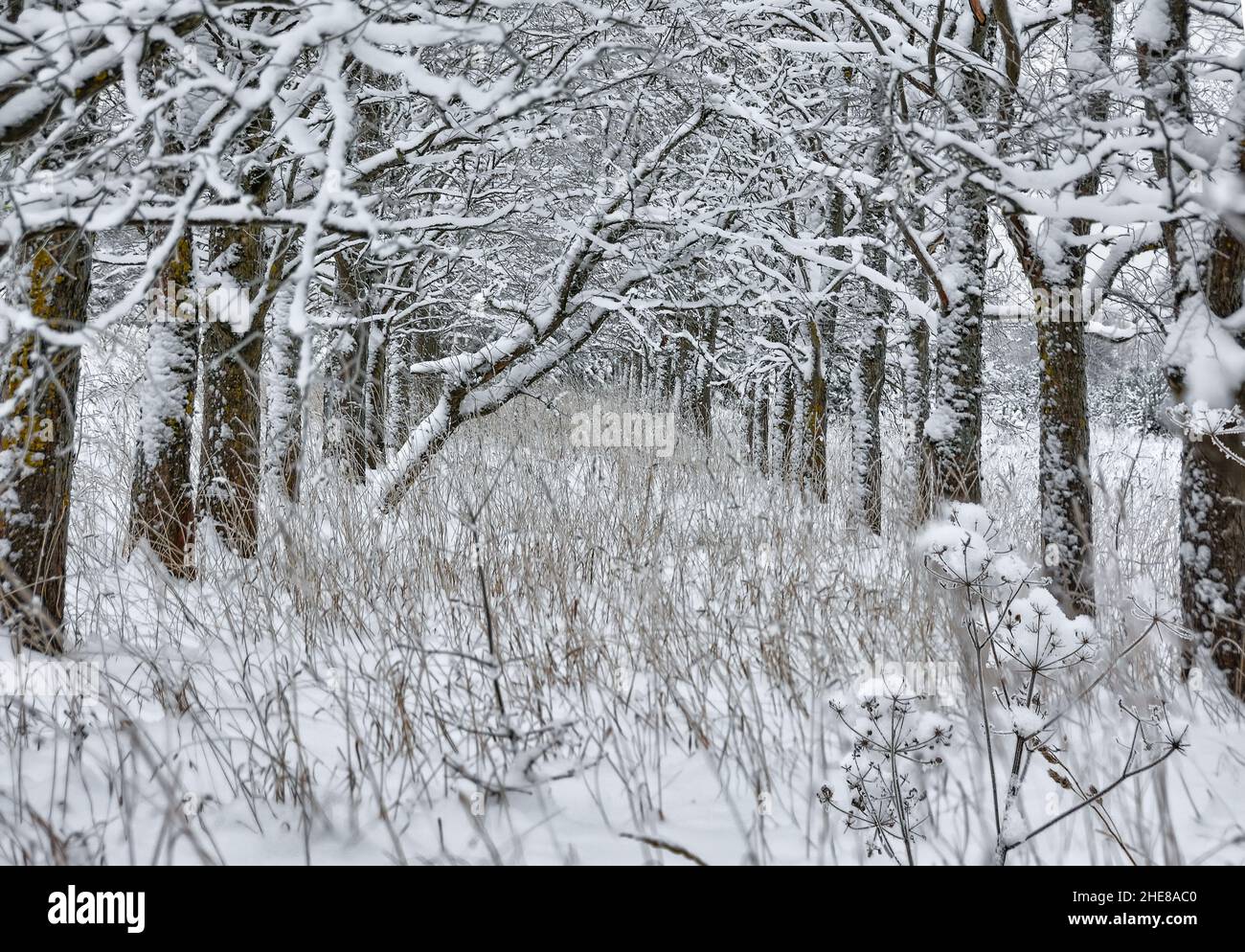 Snow-covered alley after heavy snowfall in the Leningrad Region Stock ...