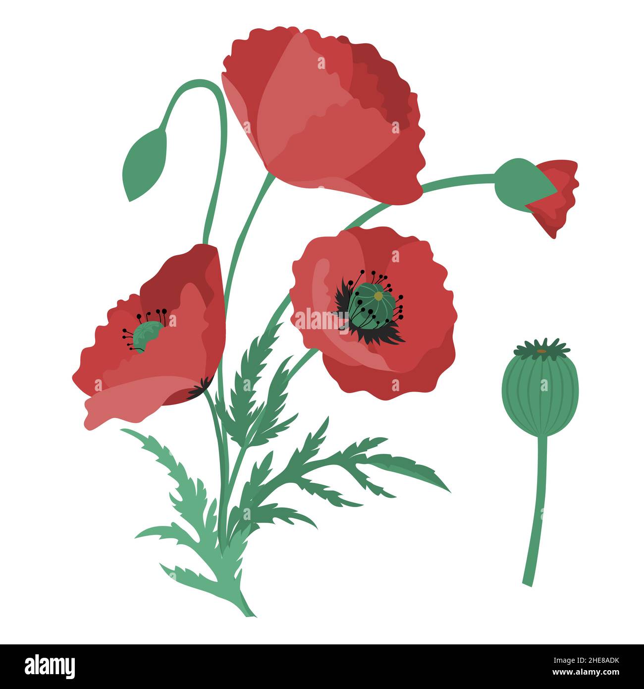 Poppies hand drawn poppies bouquet illustration Stock Vector Image ...