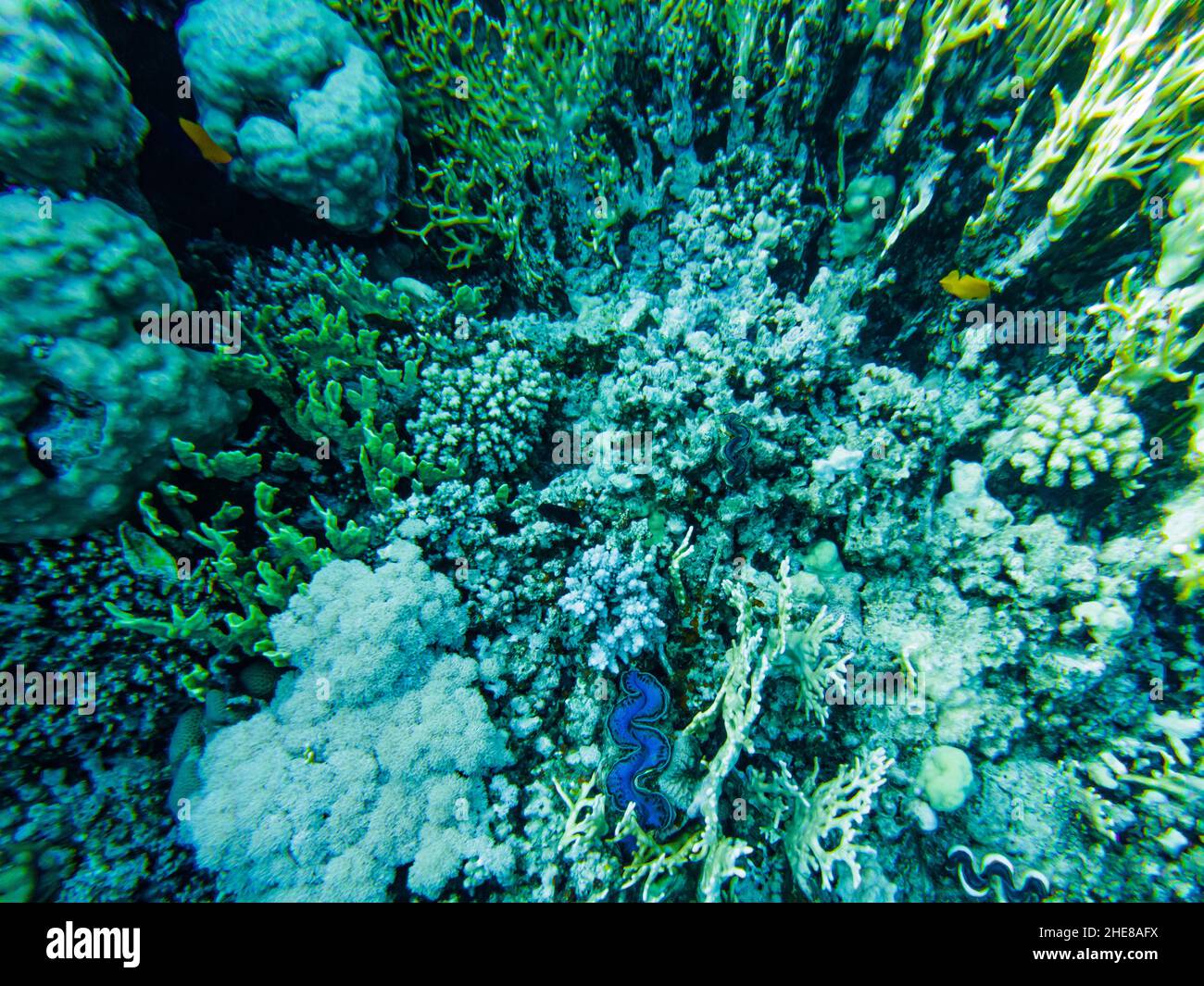 coral reef of the red sea. corals close-up Stock Photo - Alamy