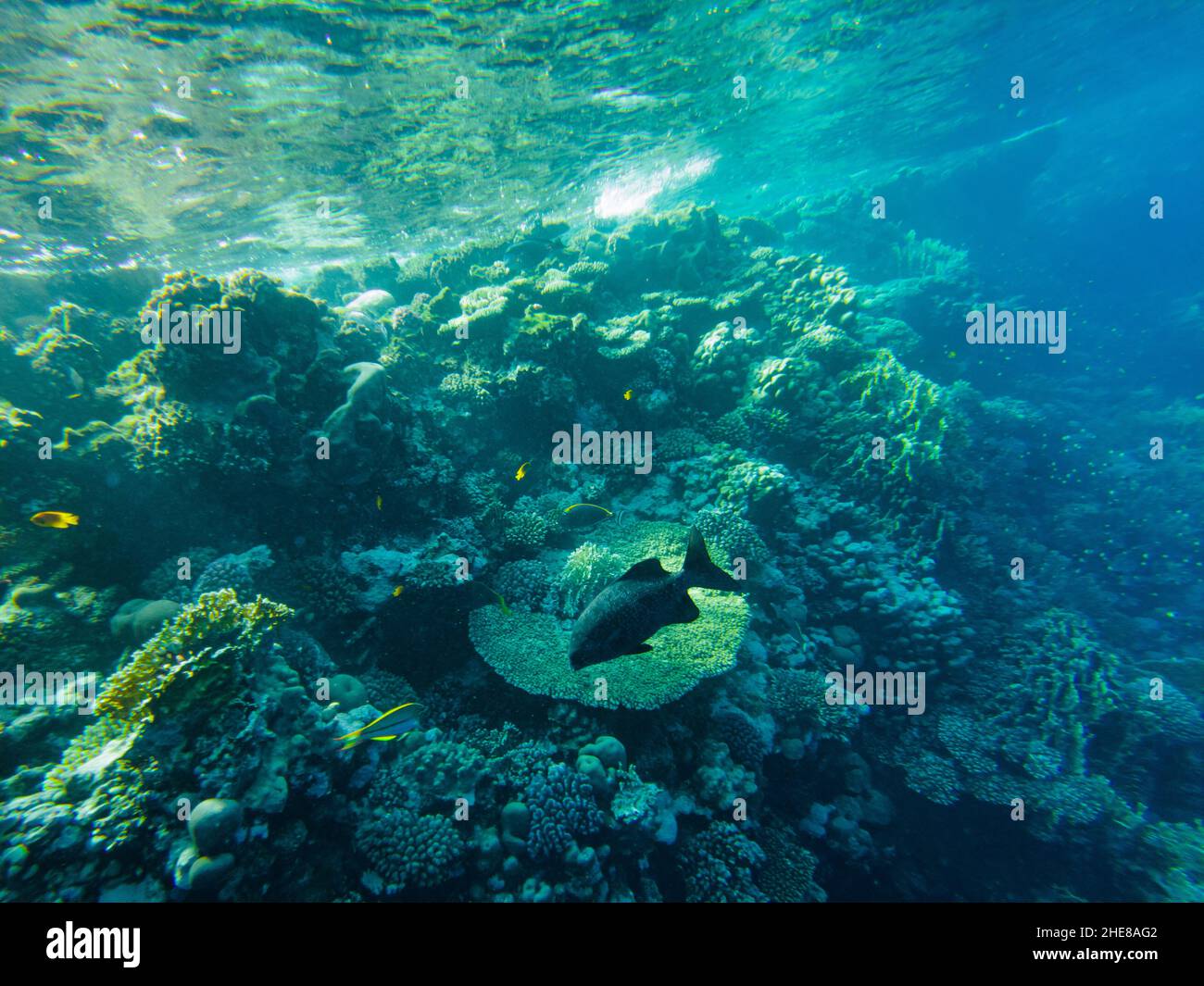 Kyphosus sectator in the blue water of the red sea Stock Photo - Alamy