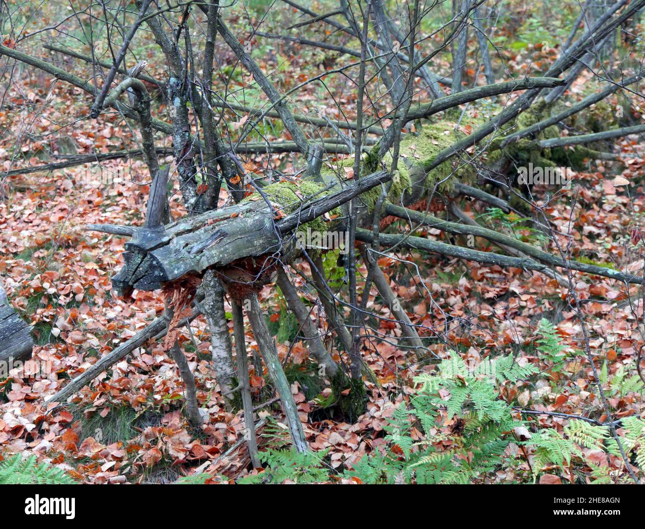 Overturned Tree That Looks Like A Centipede, In Red Moor, Rotes Moor ...