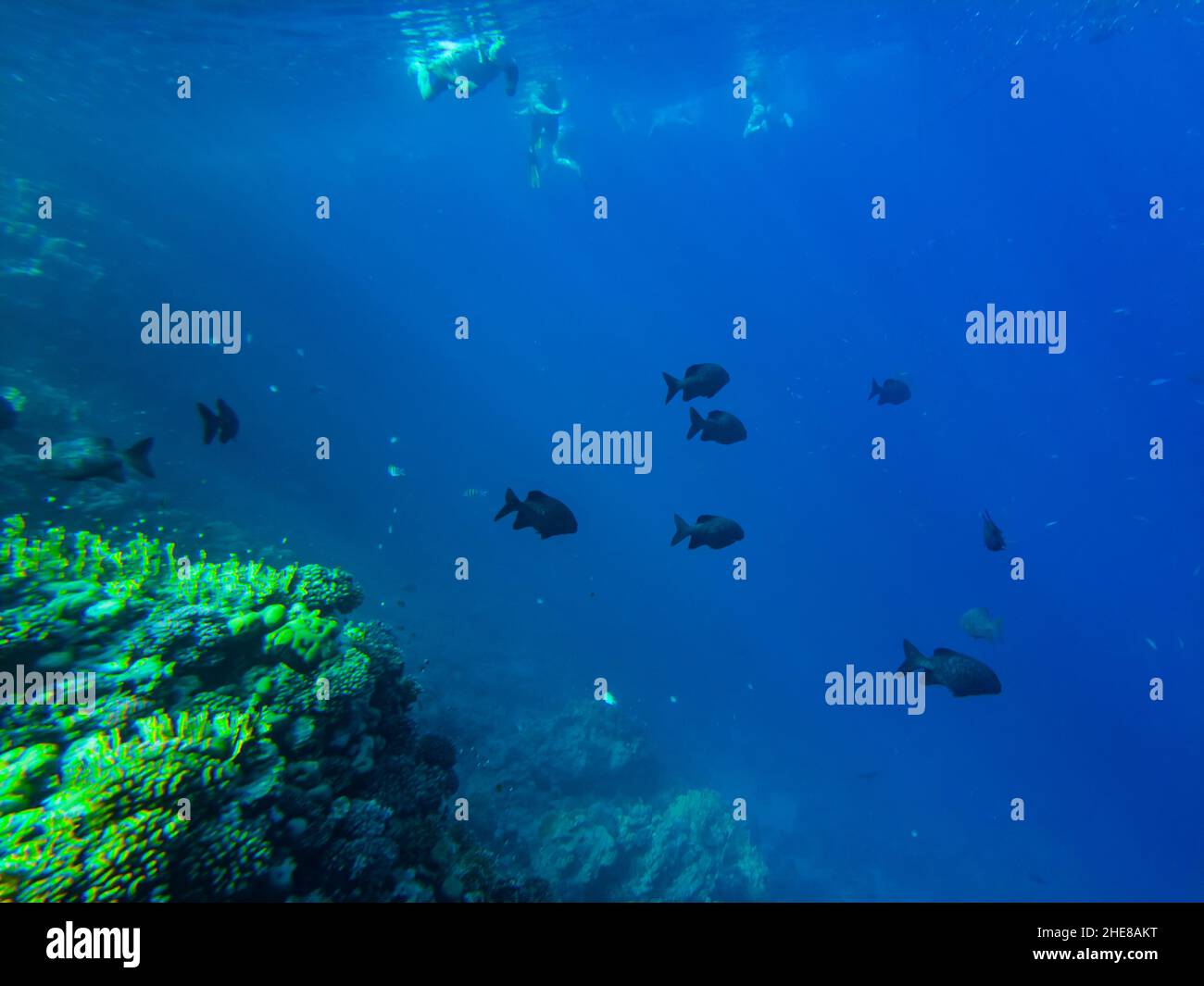 Kyphosus sectator in the blue water of the red sea Stock Photo - Alamy