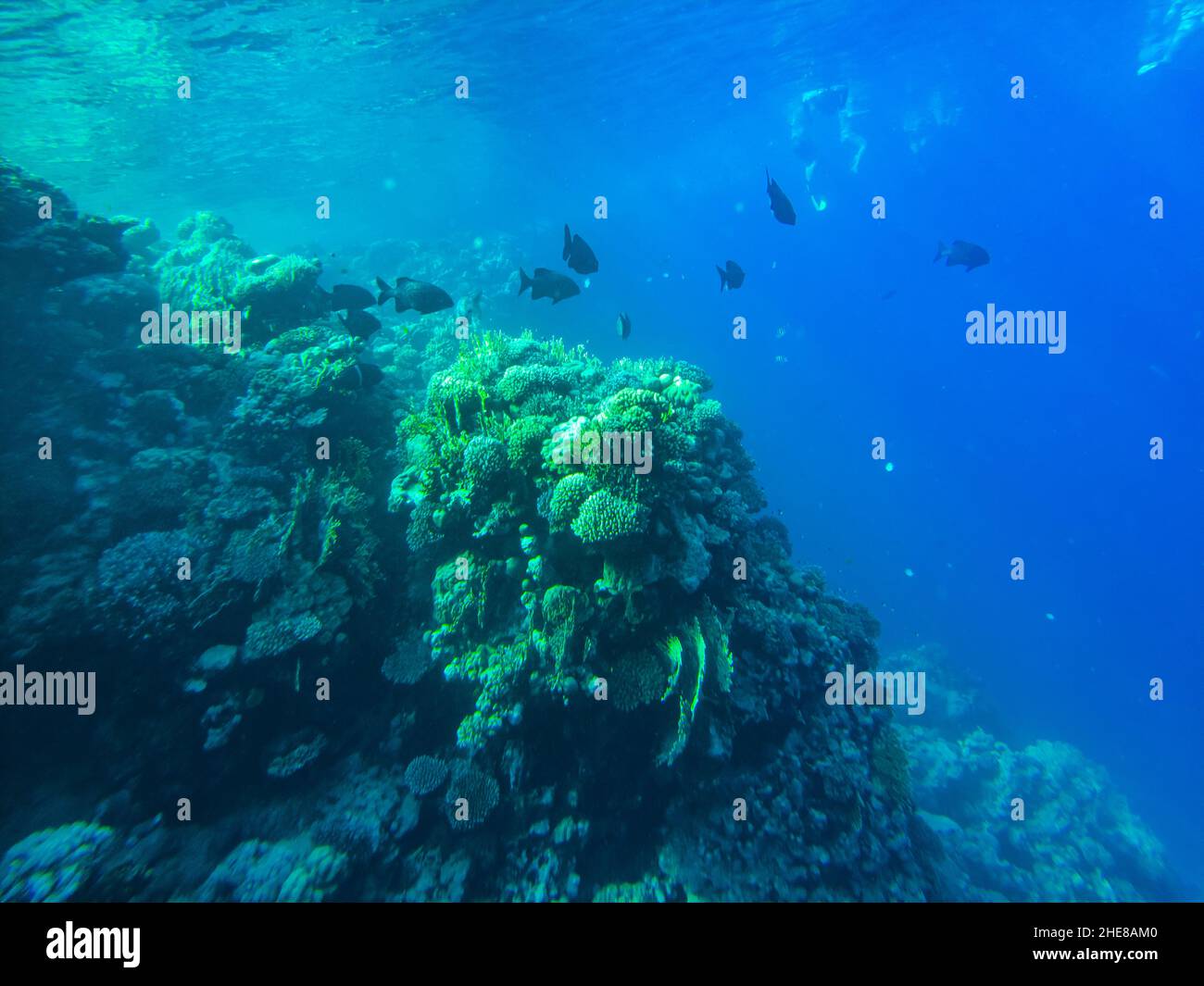 Kyphosus sectator in the blue water of the red sea Stock Photo - Alamy