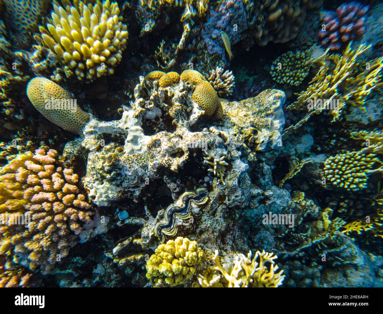 coral reef of the red sea. corals close-up Stock Photo - Alamy