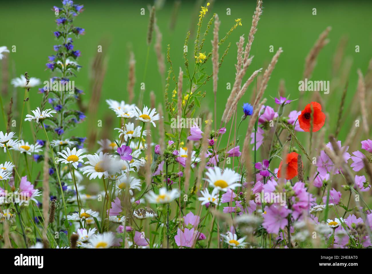Colored Field Border Stock Photo - Alamy