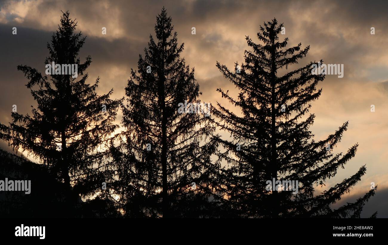 Spruce tree silhouettes against hi-res stock photography and images - Alamy