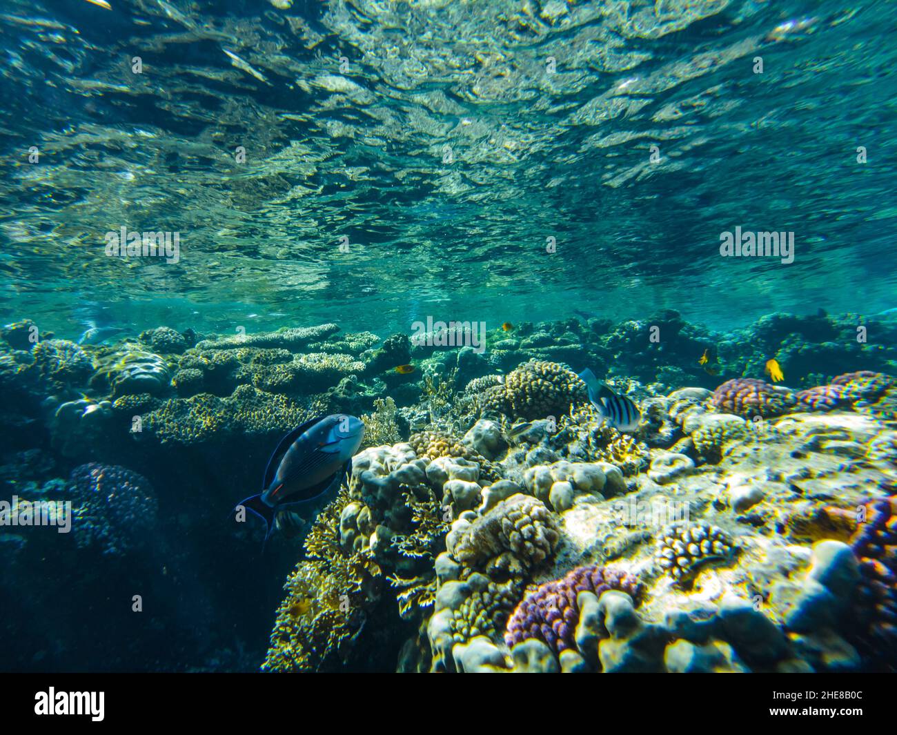 coral reef of the red sea. corals close-up Stock Photo - Alamy