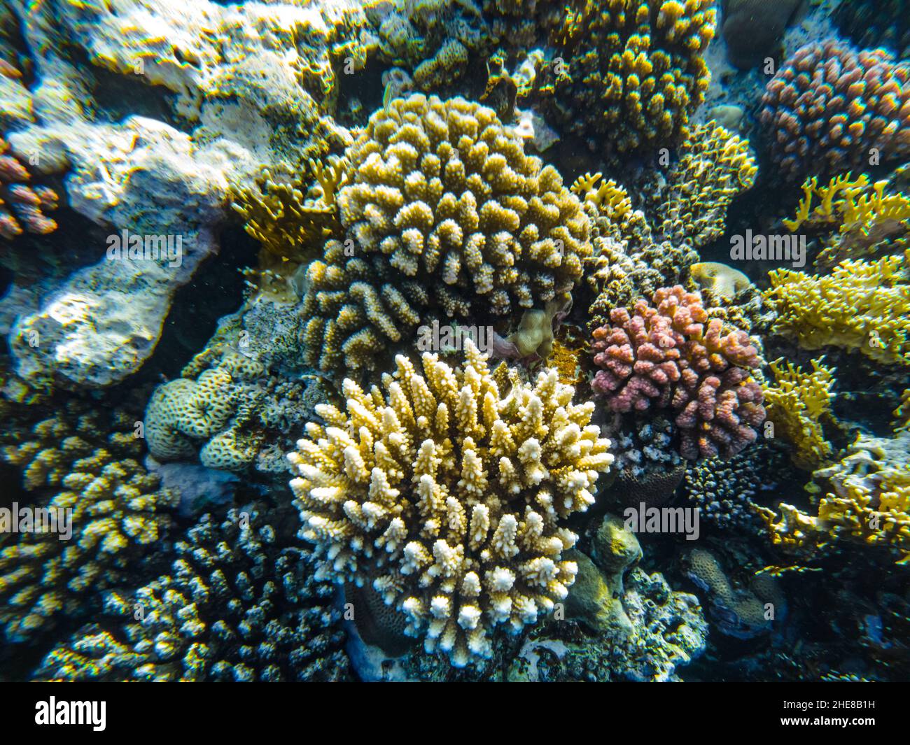 coral reef of the red sea. corals close-up Stock Photo - Alamy