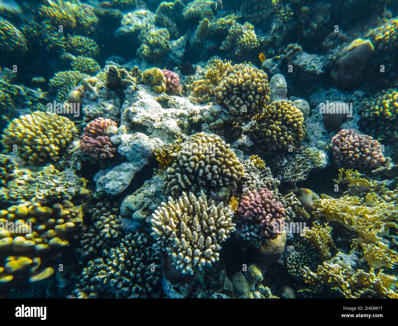 coral reef of the red sea. corals close-up Stock Photo - Alamy