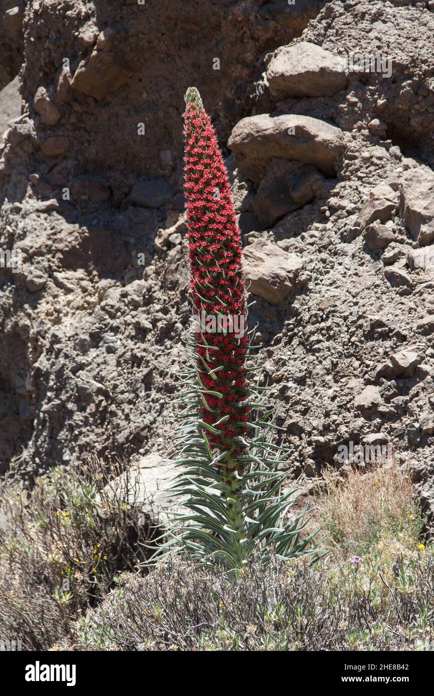 Red Adder Head Stock Photo - Alamy