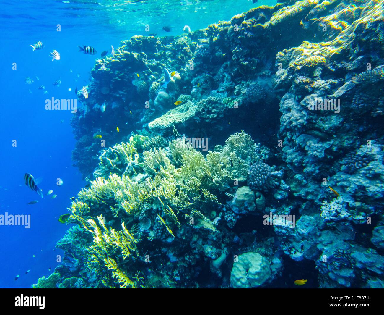 coral reef of the red sea. corals close-up Stock Photo - Alamy