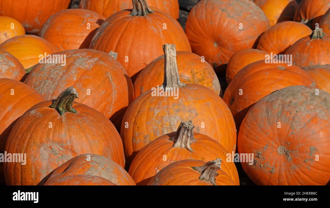 Lots of gourds hi-res stock photography and images - Alamy