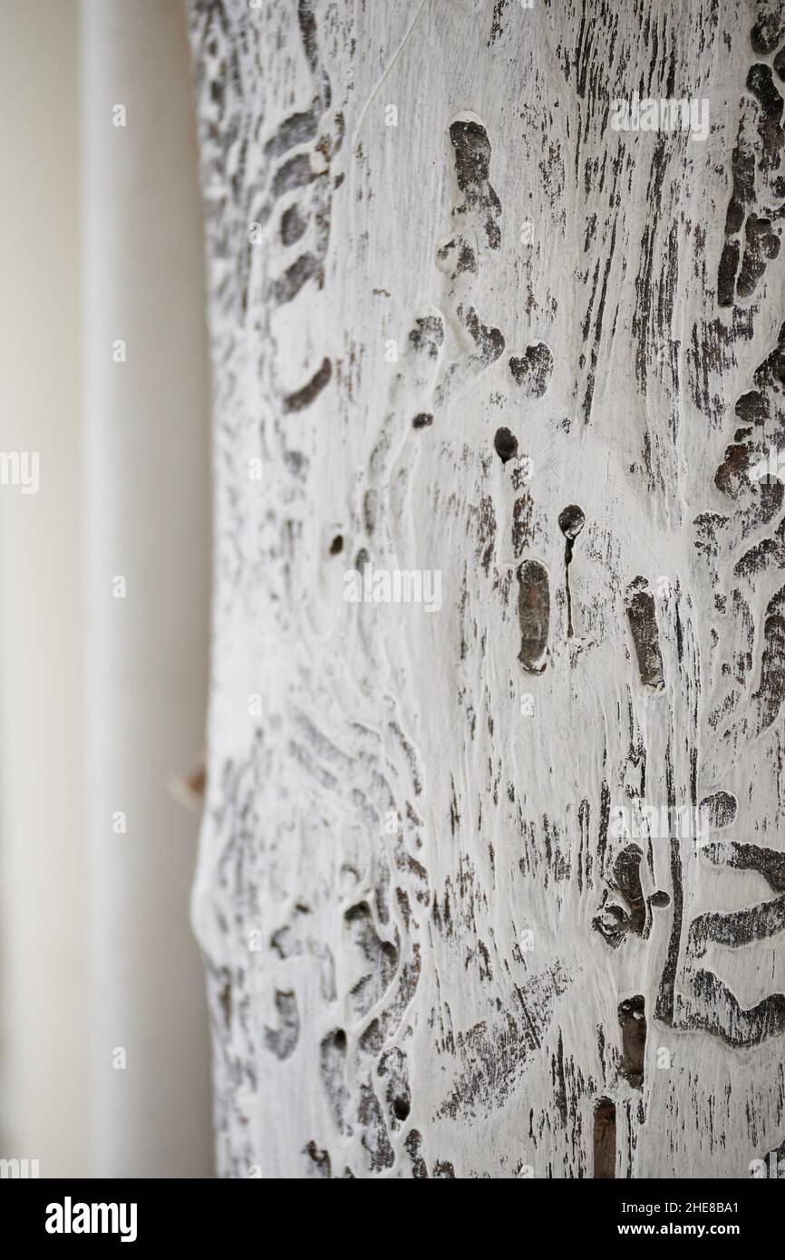 White washed wood texture hi-res stock photography and images - Alamy