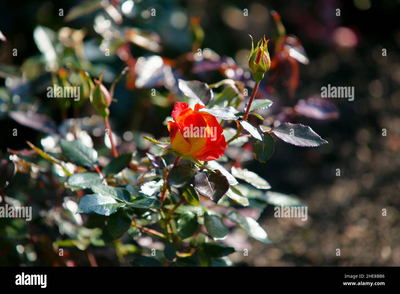 Beautiful china garden roses hi-res stock photography and images - Alamy