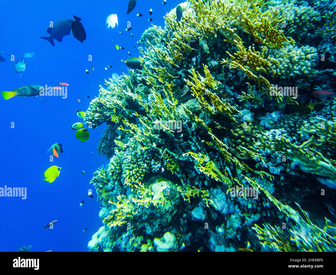 coral reef of the red sea. corals close-up Stock Photo - Alamy