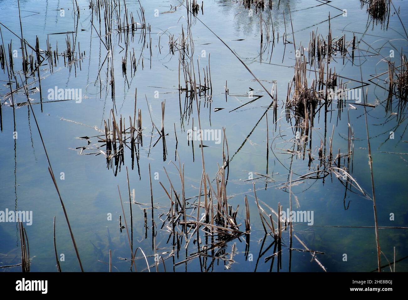 Dry reed stems on reflective water surface Stock Photo - Alamy