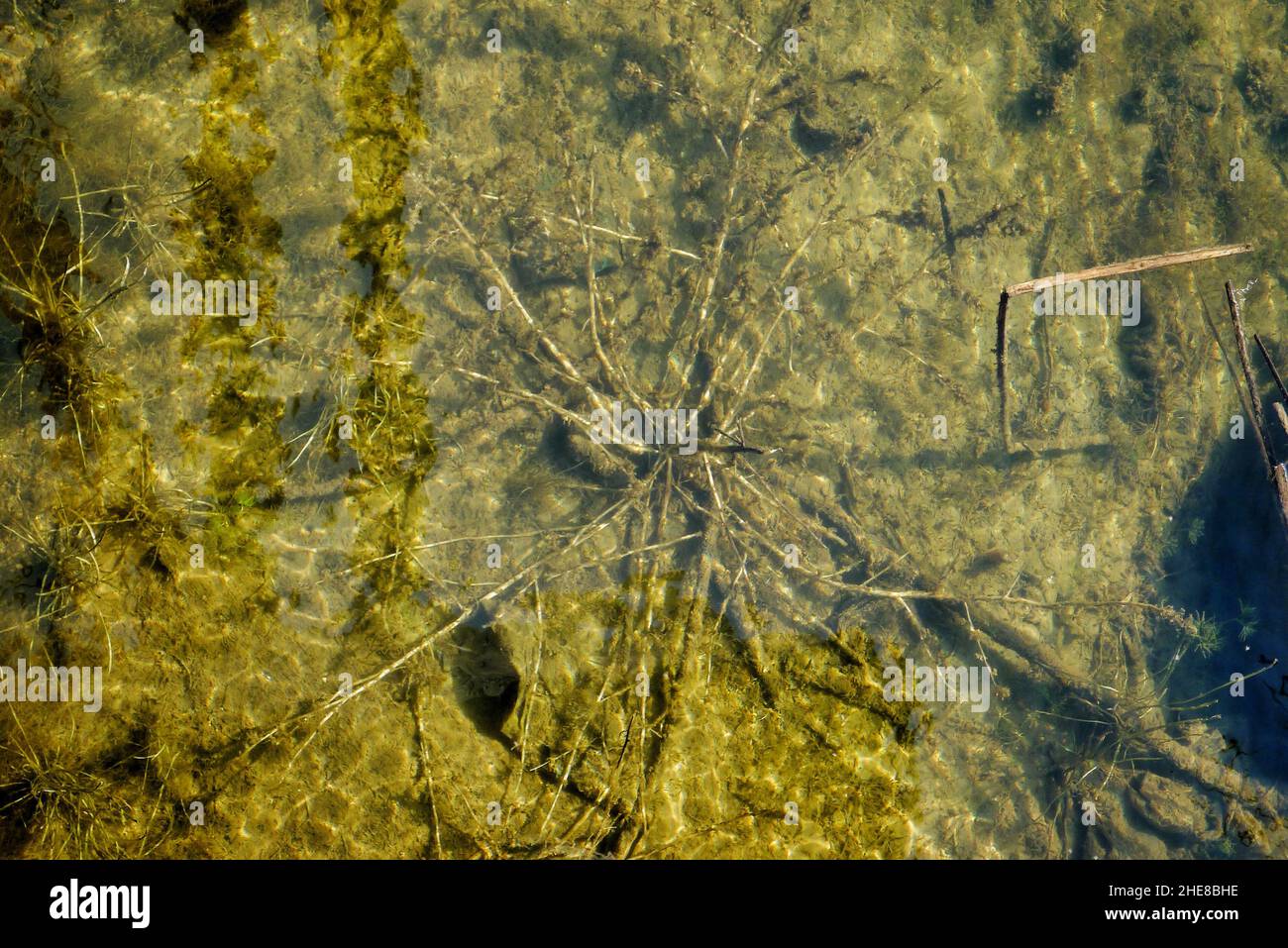 Black bottom mud hi-res stock photography and images - Alamy