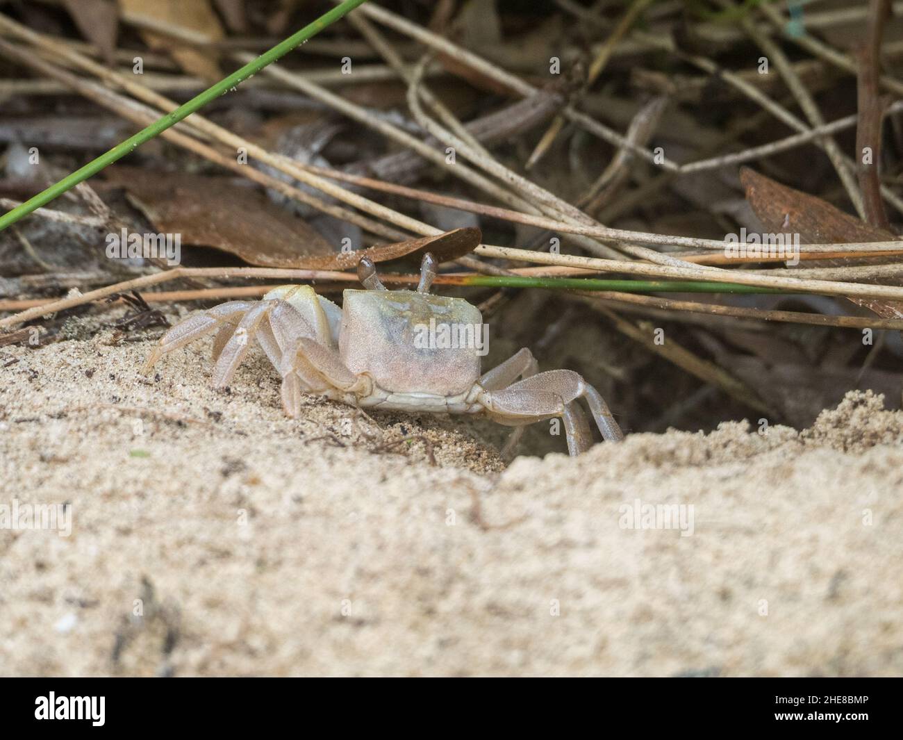 Small translucent crab in sand hi-res stock photography and images - Alamy