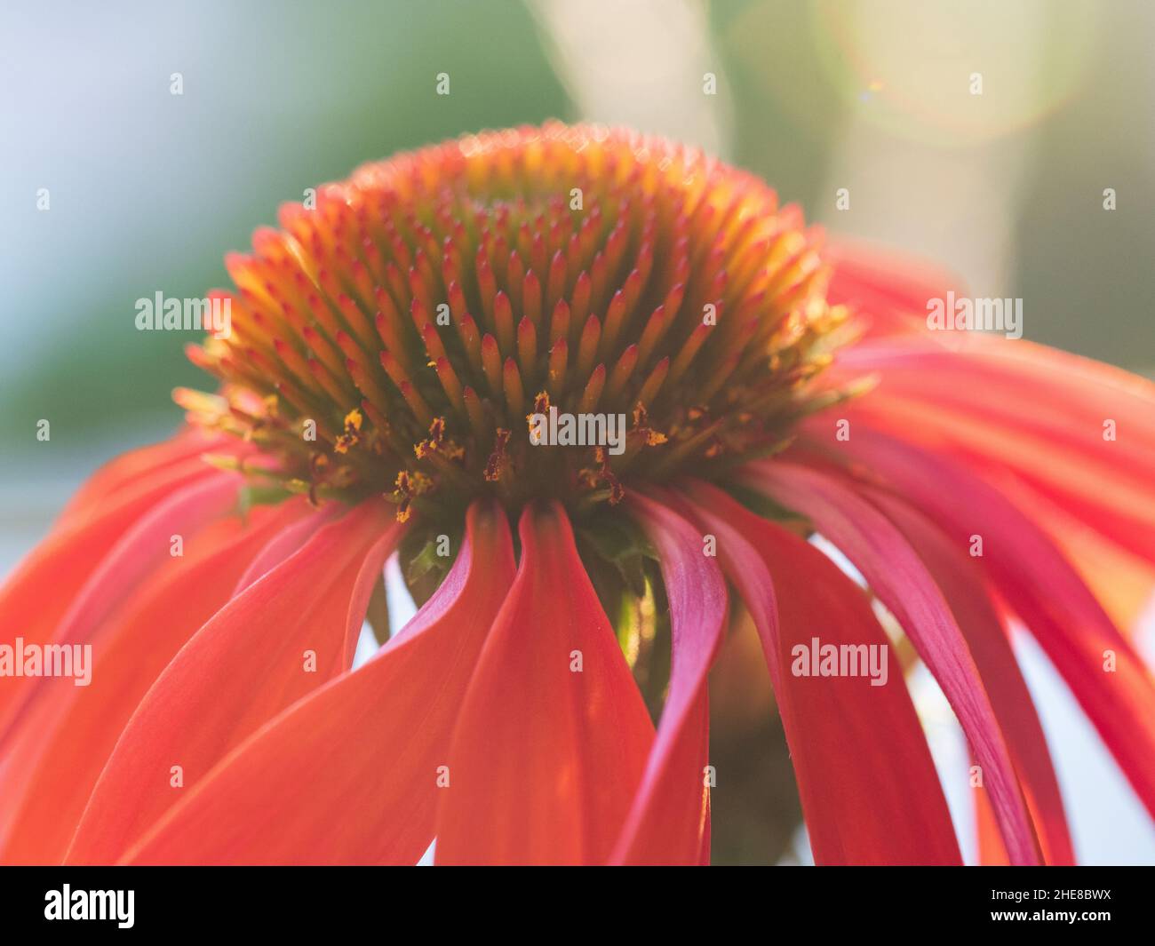 Macro of stunning bright orange red Cone Flower, Echinacea, in bloom in ...