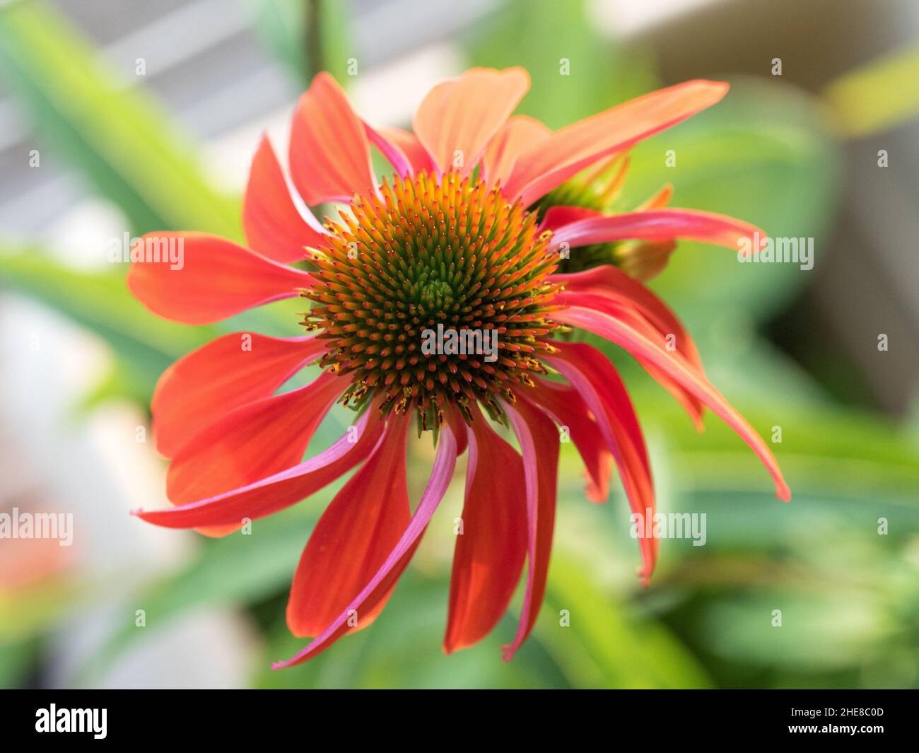 Flowers, herbaceous orange red Cone Flower Cheyenne spirit Echinacea ...