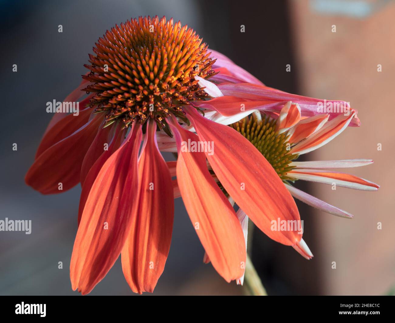 pink orange Cone Flower, Echinacea, in bloom in a sub tropical ...