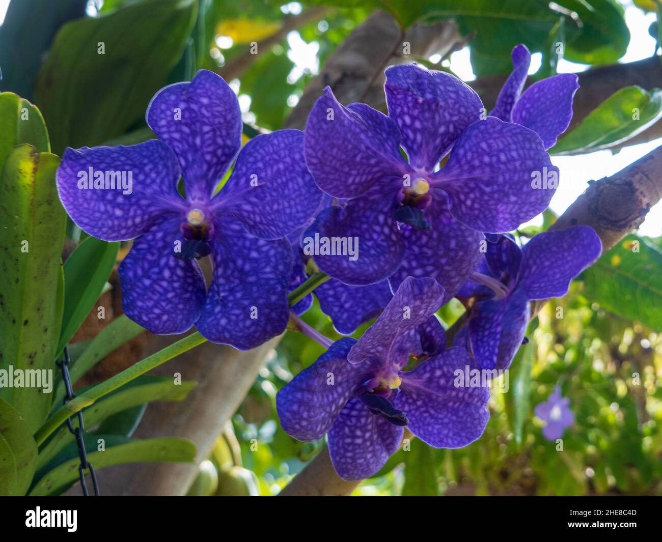 Flowers, Gorgeous Vanda Orchids, Pachara Delight Blue, flowering in ...