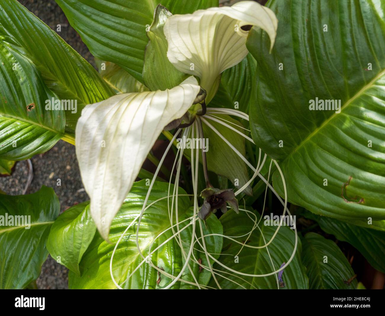 Flowers blooming, white Bat flower plant, large green leaves, Tacca ...